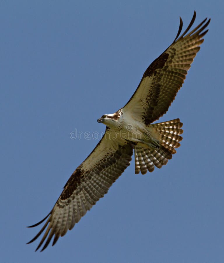 Osprey in Flight stock photo. Image of flight, freedom - 35019690