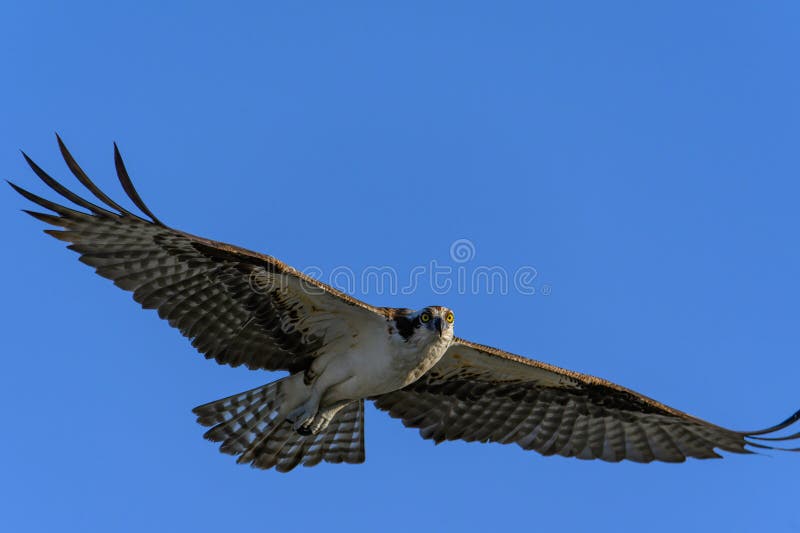 Osprey in Flight with Wings Spread Wide Stock Photo - Image of ...