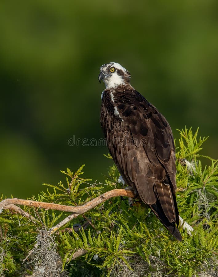 An Osprey in Florida stock image. Image of florida, falcon - 176566563