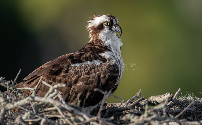 Osprey in Florida stock image. Image of green, bill - 136337023