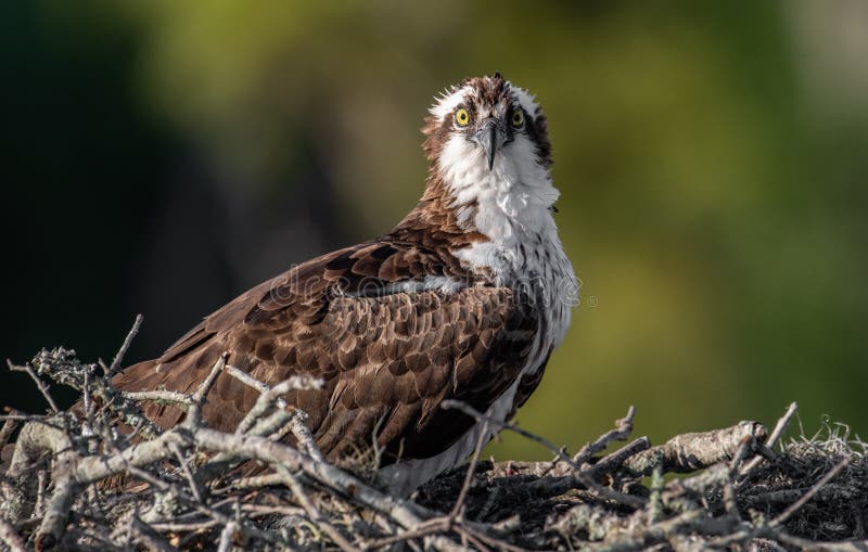 Osprey in Florida stock photo. Image of baby, colorful - 136337042