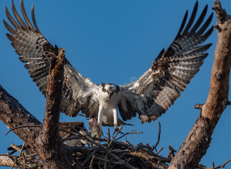Osprey in Florida stock image. Image of chick, central - 147843813