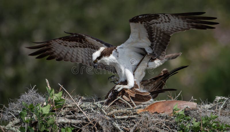 Osprey in Florida stock image. Image of chick, central - 147843813