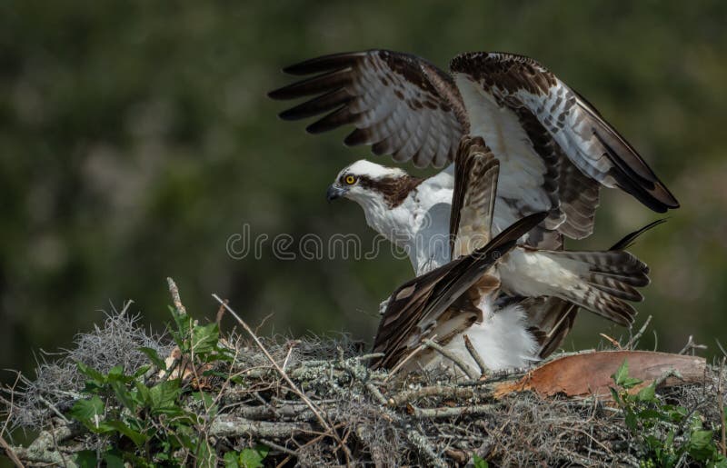 Osprey in Florida stock image. Image of coast, nature - 141244815