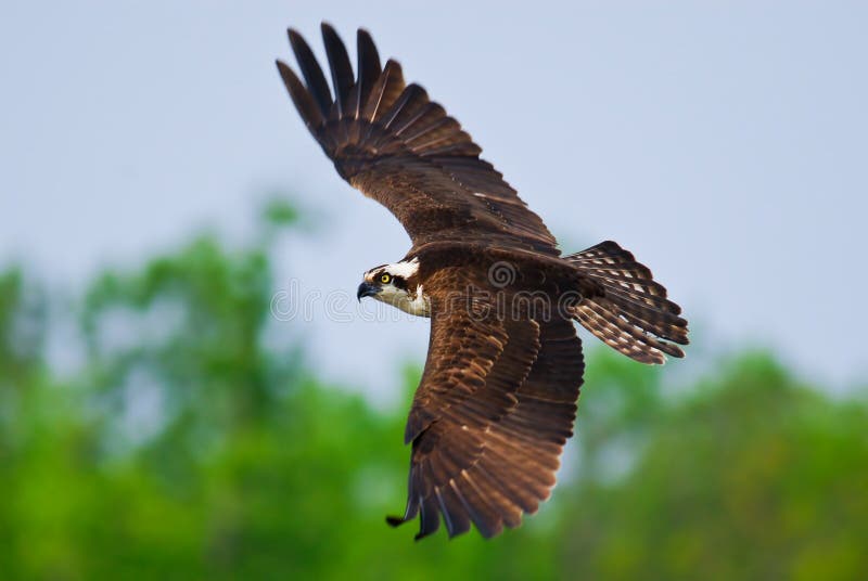 Osprey Flying stock image. Image of soar, hawk, flying - 11772247