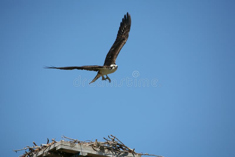 Osprey Flying Close Up Against Blue Sky with Clouds Stock Image - Image ...