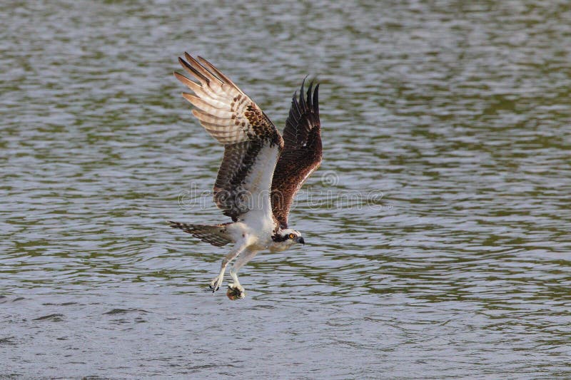 Osprey Flying Above the Water S Surface with Freshly Caught Fish. Stock ...