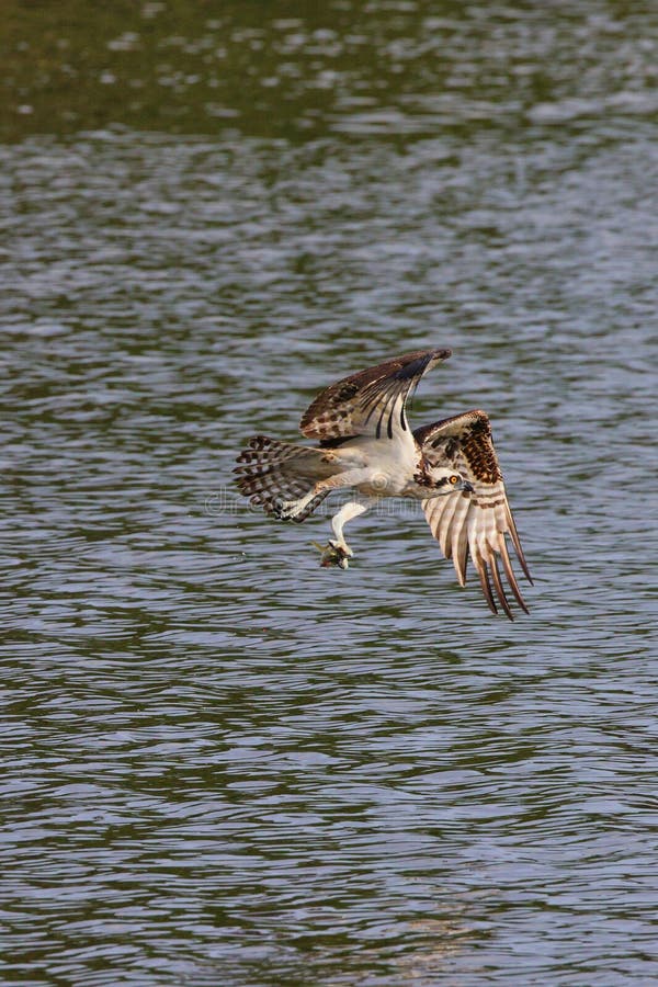 Osprey Flying Above the Water S Surface with Freshly Caught Fish. Stock ...