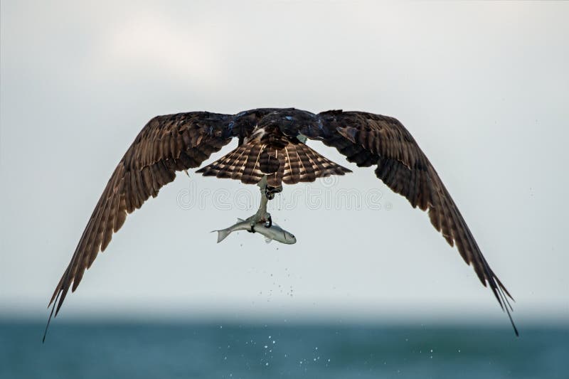 Osprey Flying Away with a Fish. Stock Image - Image of bird, caught ...