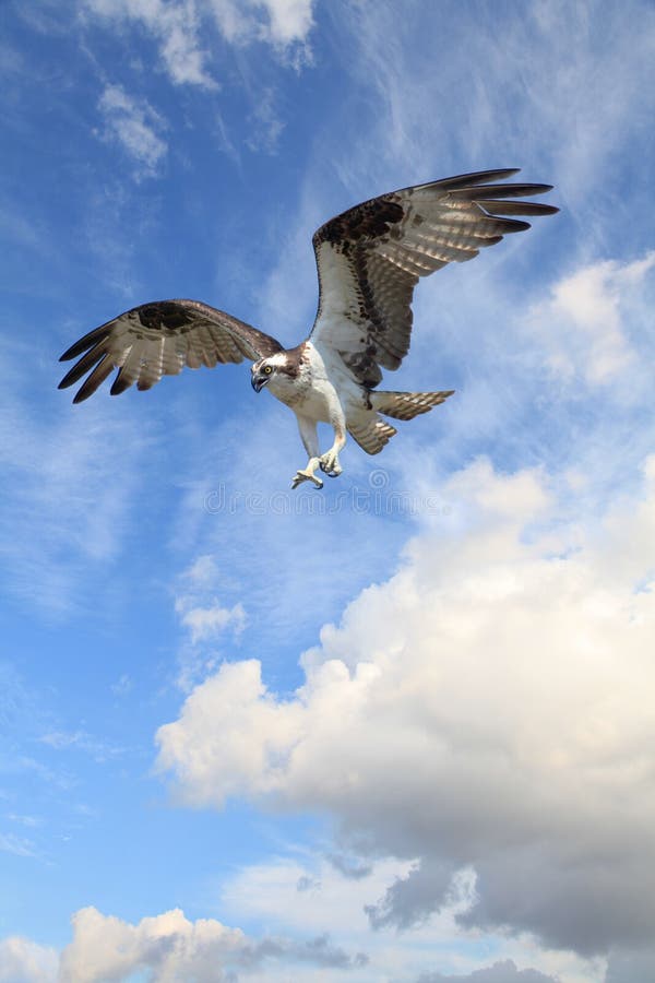 Osprey Flying in a Beautiful Cloudy Sky Stock Image - Image of wings ...