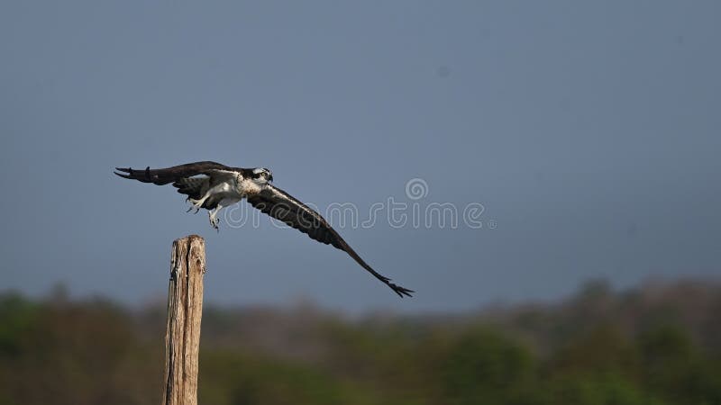 Osprey flying in blue sky stock photo. Image of ornithology - 282621850