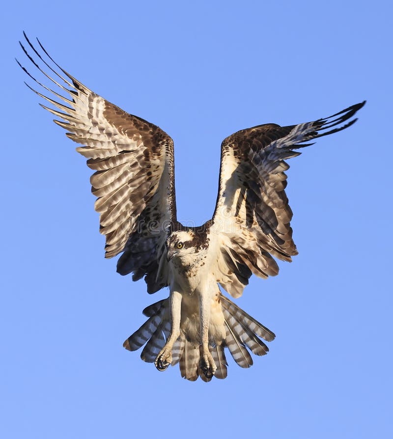 Osprey Flying Close Up Against Blue Sky with Clouds Stock Image - Image ...