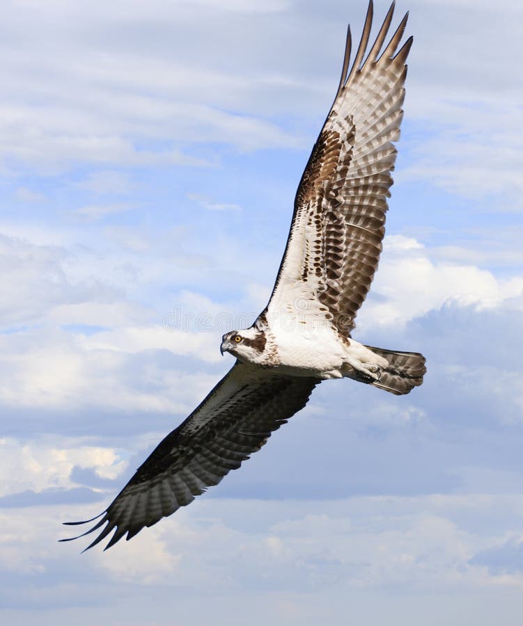 Osprey Flying with Blue Sky Background, Quebec Stock Image - Image of ...
