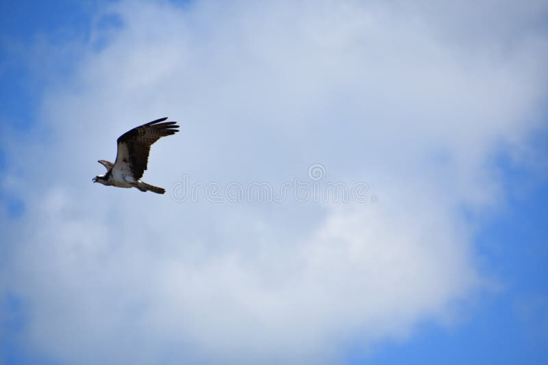 Osprey with Wings Extended and Flapping in Flight Stock Image - Image ...