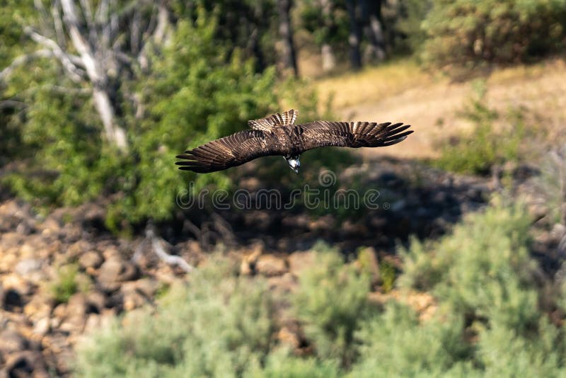 Osprey Flying Diving in-flight Stock Image - Image of nature, feathers ...