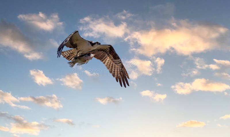 Osprey Flying with Fish Caught in Talons Against a Sunset Sky Stock ...
