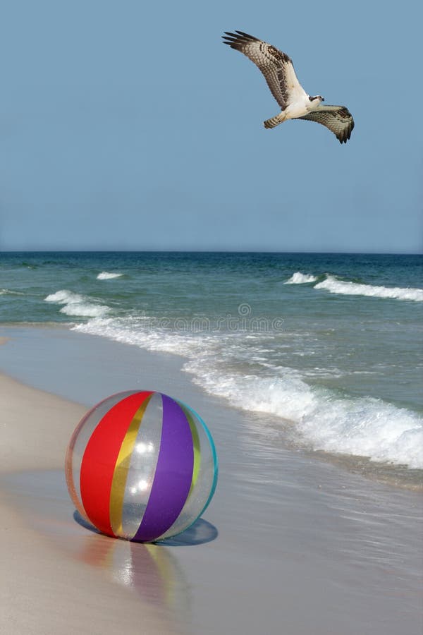 Osprey Flying Over a Beach Ball on the Beach Stock Image - Image of ...