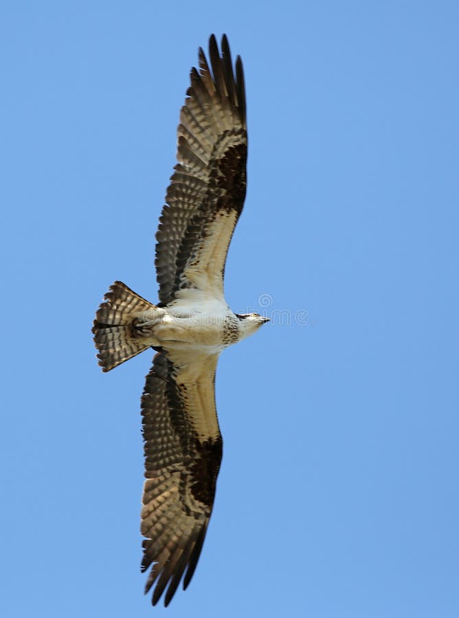 Osprey Flying Close Up Against Blue Sky with Clouds Stock Image - Image ...