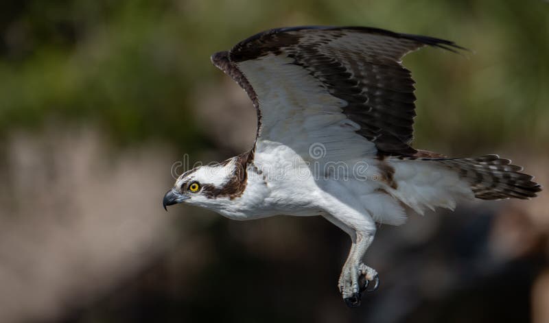 Osprey flying in the Sky stock photo. Image of green - 143265196