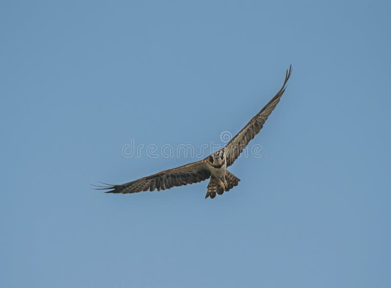 Osprey with Full Wing Span Flying in the Sky Stock Photo - Image of ...