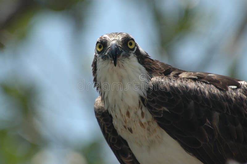Glaring Osprey Stock Photos - Free & Royalty-Free Stock Photos from ...