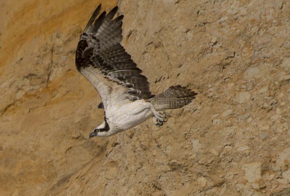 Osprey stock image. Image of raptor, osprey, fish, california - 43518263