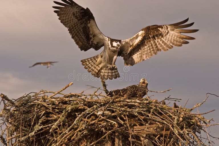 Osprey Hawk 2 stock image. Image of osprey, hawk, wings - 5573773
