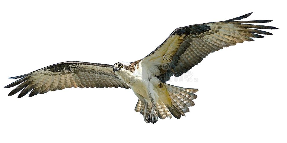 Osprey Vector Stock Illustrations – 927 Osprey Vector Stock ...