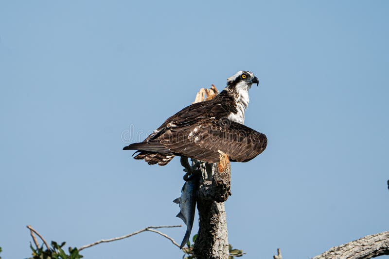 Osprey Holding a Fish at the Top of a Broken Tree. Stock Image - Image ...