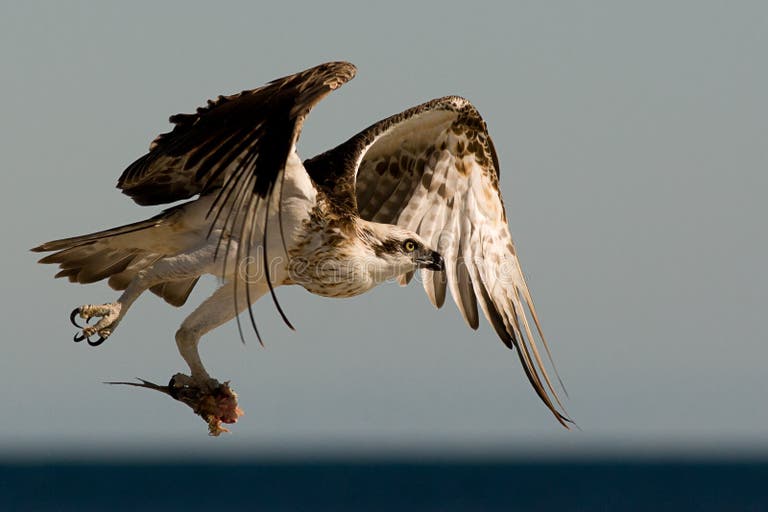 Osprey Hunting stock image. Image of raptor, majestic - 20816019