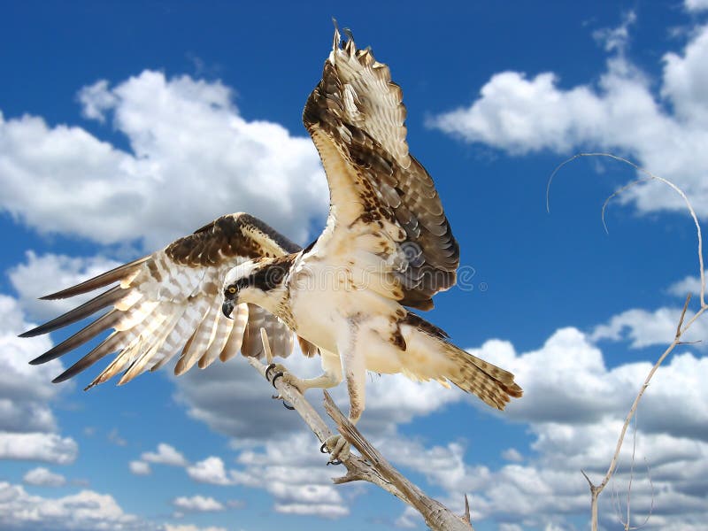 Osprey Hunting from a Tree ! Stock Photo - Image of gray, beak: 84390052