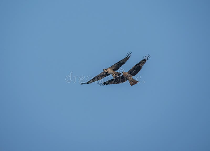Osprey and Kite are with Full Wing Span Flying in the Sky Stock Photo ...