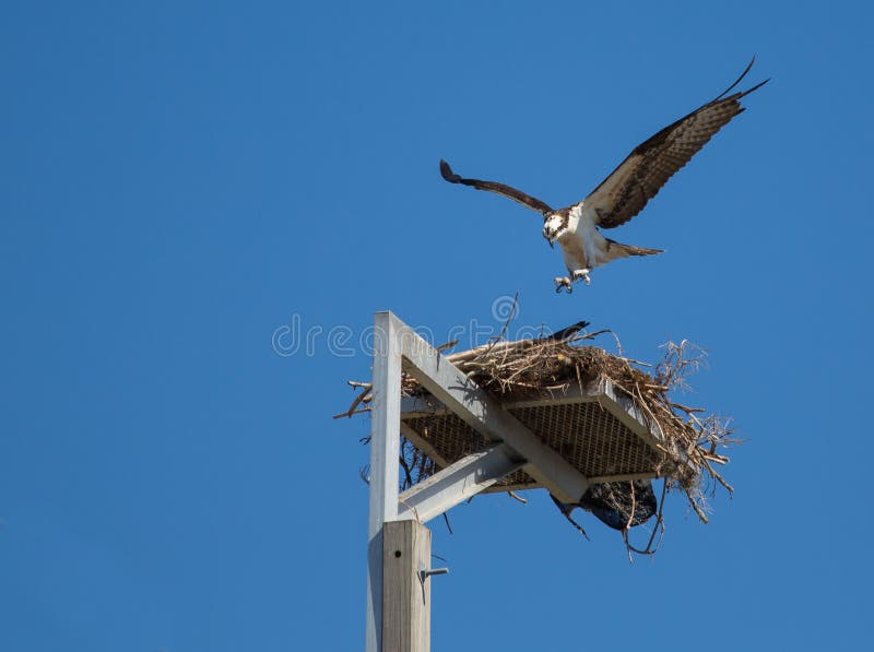 The Osprey is Landing stock photo. Image of brown, predator - 31207094