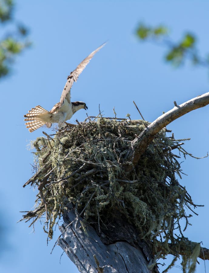 Osprey lands on nest stock image. Image of tree, outdoors - 373280829