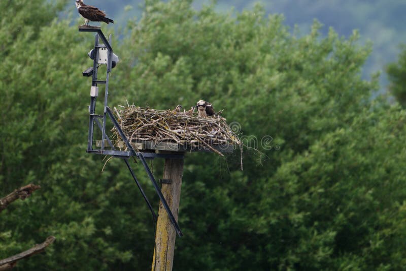 Osprey in Nest First Bite stock image. Image of eagle - 393482865