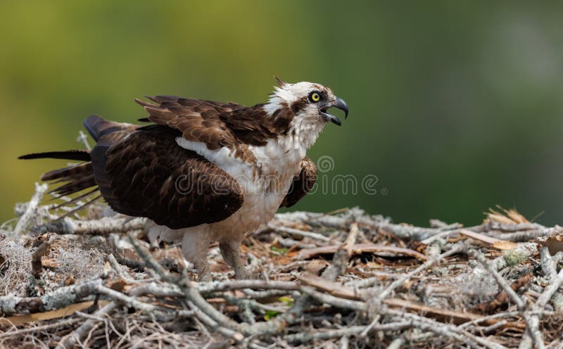 Osprey in nest stock photo. Image of buzzard, wildlife - 280104414