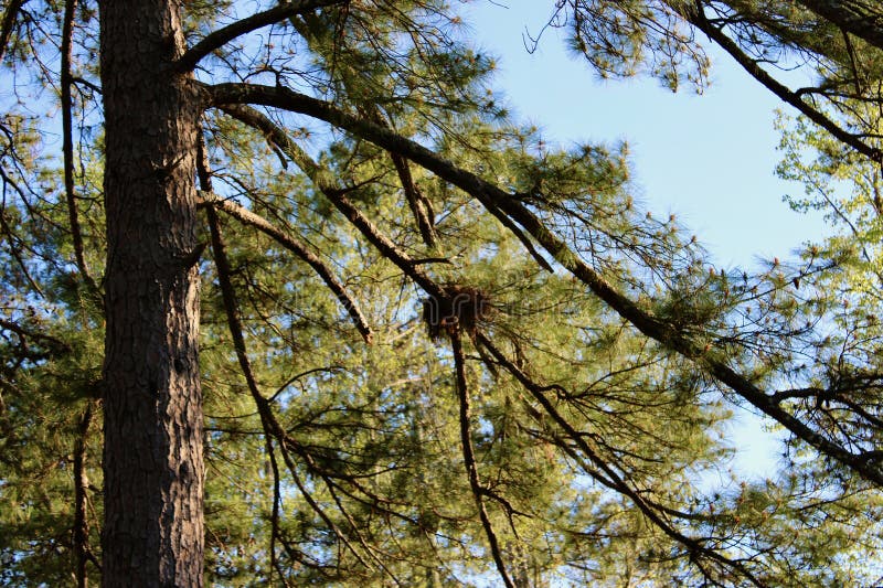 Osprey Nest in Pine Tree on Lake Sinclair GA Stock Photo - Image of ...
