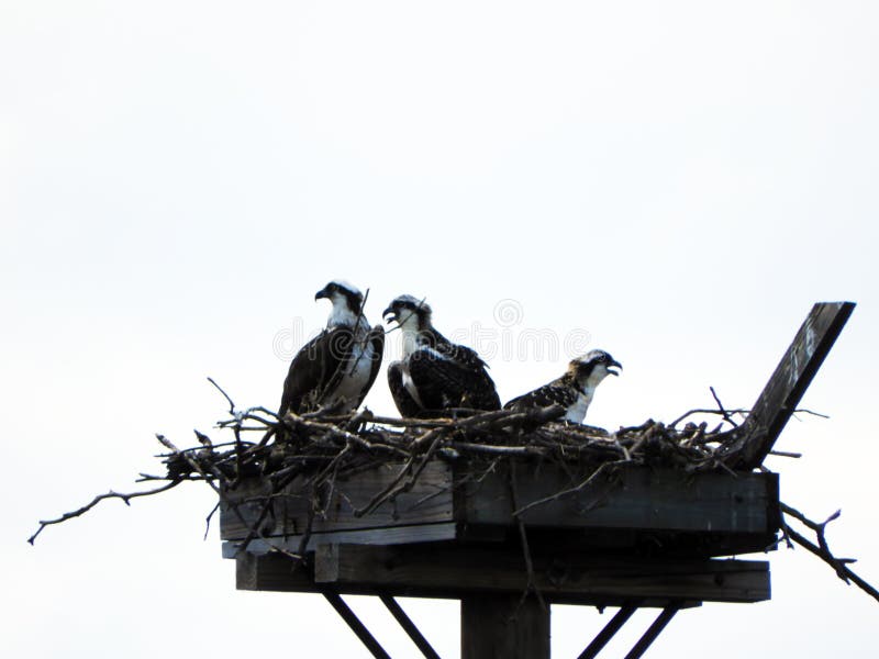 3 Osprey in Nest Platform Over Cayuga Lake Stock Photo - Image of ...