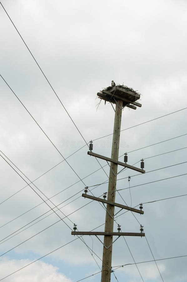 Osprey and Nest Platform on Top of a Hydro Pole Stock Photo - Image of ...