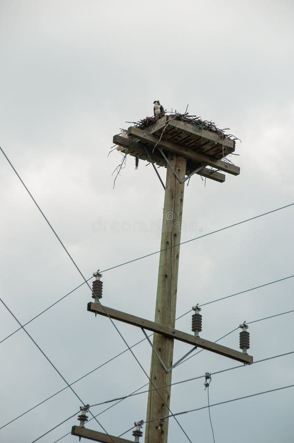 Osprey and Nest Platform on Top of a Hydro Pole Stock Image - Image of ...