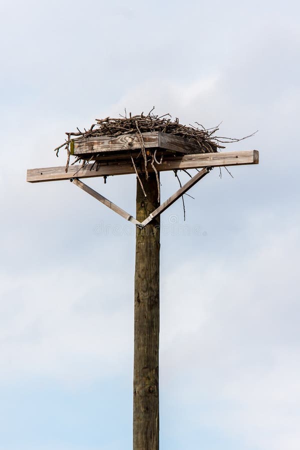Osprey Nest Platform stock photo. Image of nest, platform - 23596950