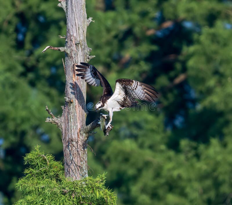 Osprey with Open Wings Landing on Tree Branch Stock Photo - Image of ...