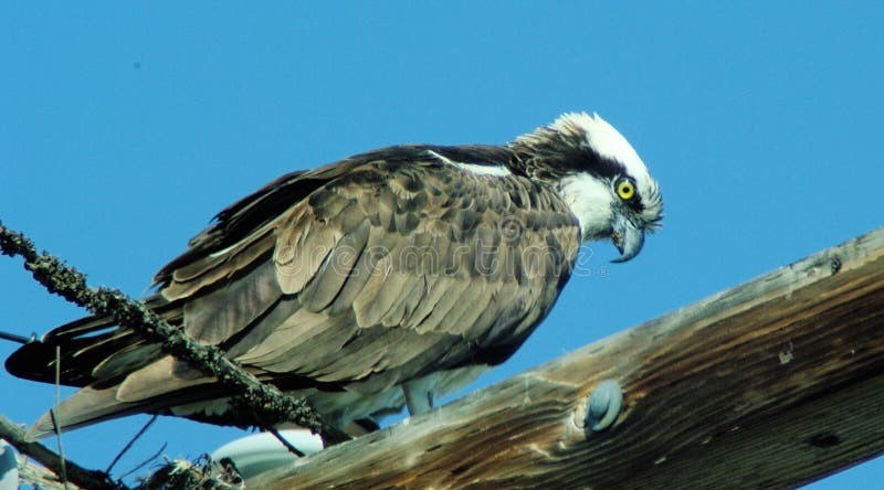 Osprey stock photo. Image of avian, fauna, ospreys, feather - 48450522