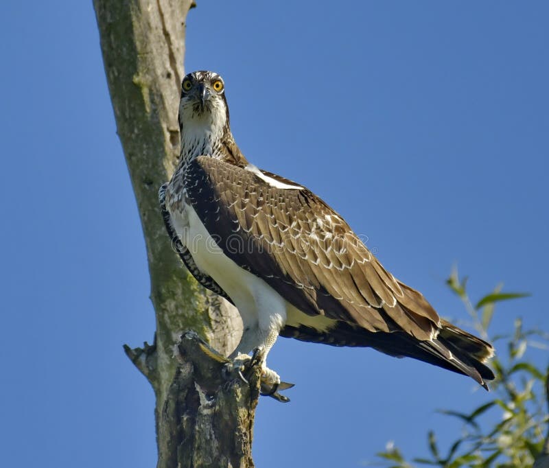 The Osprey (Pandion Haliaetus) Stock Photo - Image of hawk, branch ...