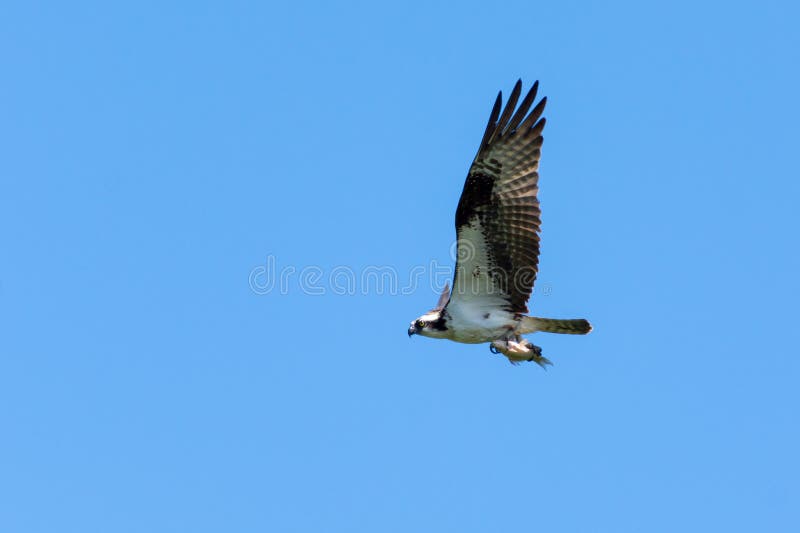 An Osprey (Pandion Haliaetus) the Sea Hawk, River Hawk, or Fish Hawk ...