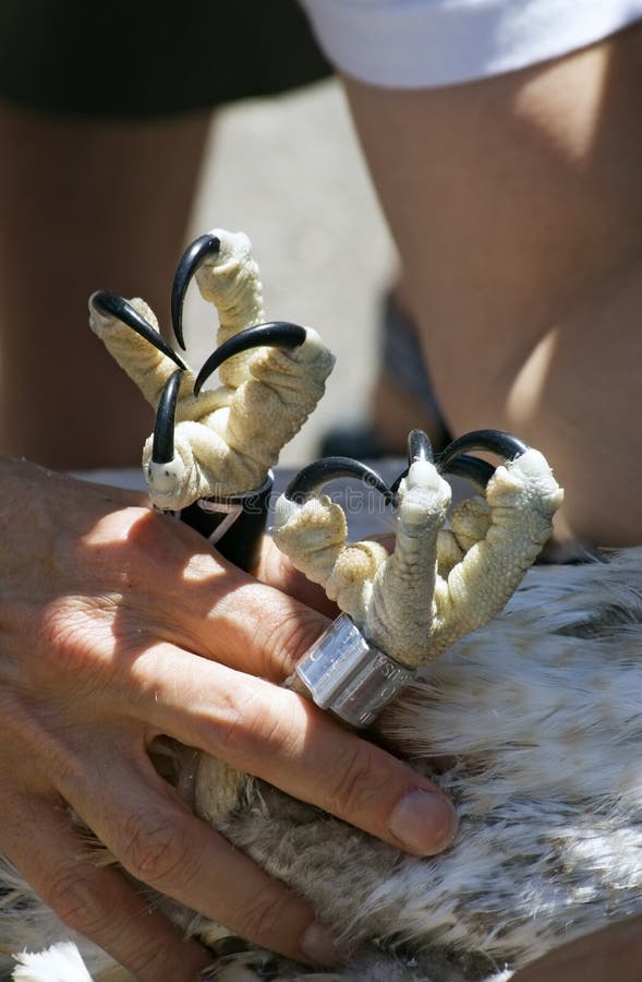 Osprey (Pandion Haliaetus) Talons Stock Photo - Image of feathered ...