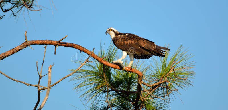 Osprey perched on branch stock image. Image of bird, perching - 34957583
