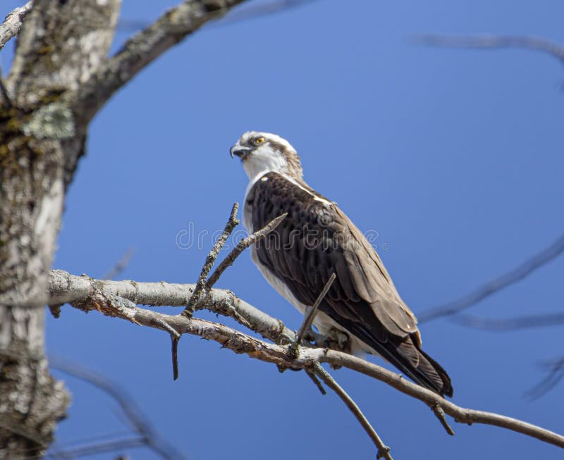 Osprey Perched on a Tree Branch Stock Photo - Image of predator ...