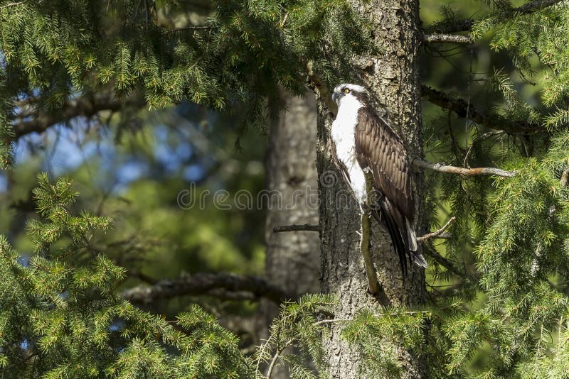 584 Osprey Perched Tree Stock Photos - Free & Royalty-Free Stock Photos ...