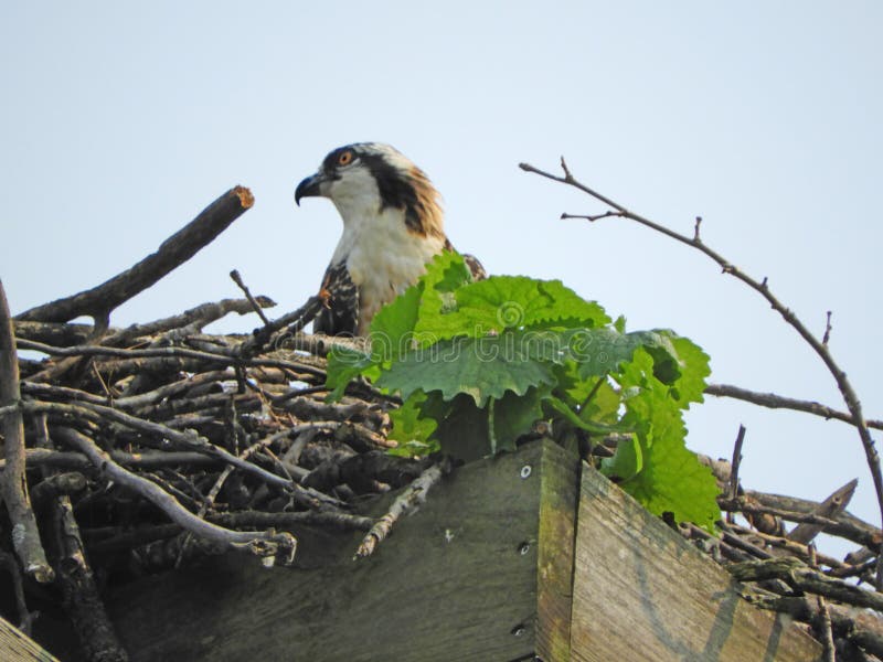 Adult Osprey on Platform Nest Yellow Eye Watchful for Mate Stock Photo ...
